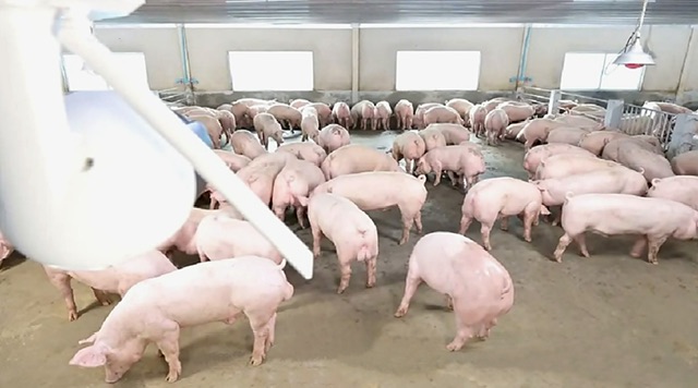 Smart Farm เกษตรกรยุคใหม่ ได้ซีพีเอฟหนุนก้าวสู่เกษตรเทคโนโลยี Agri Tech - Wealthplustoday